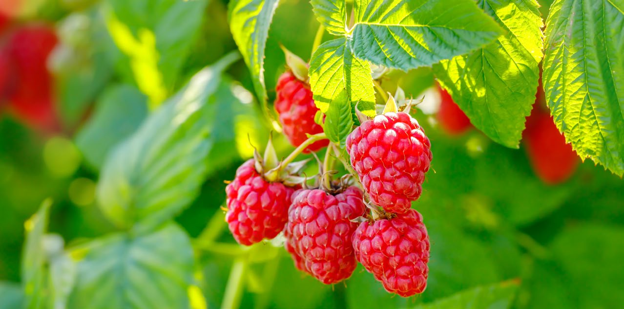 Framboise et drageon - Les Jardins de la Passion