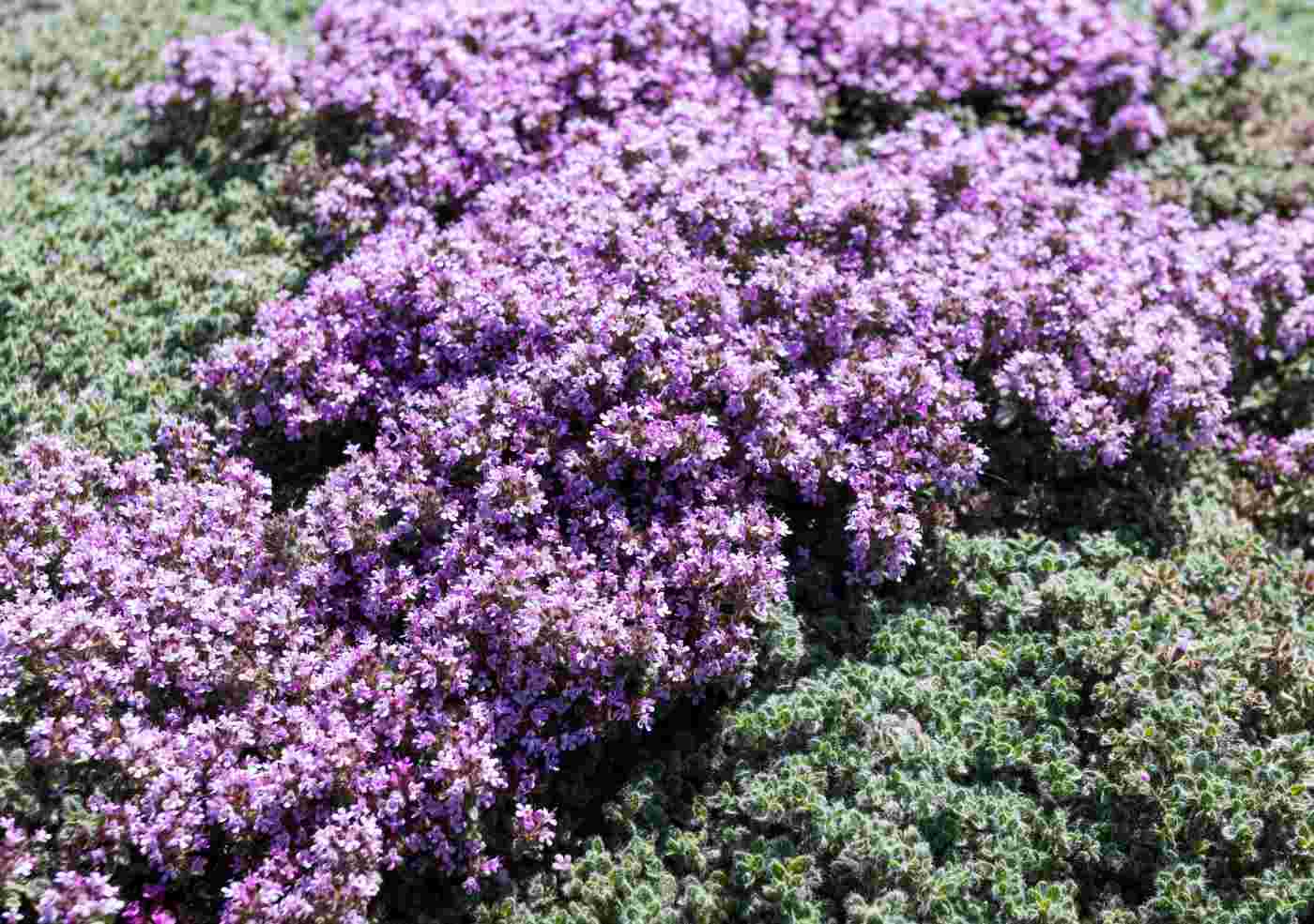 Des plantes couvre-sols - Les Jardins de la Passion